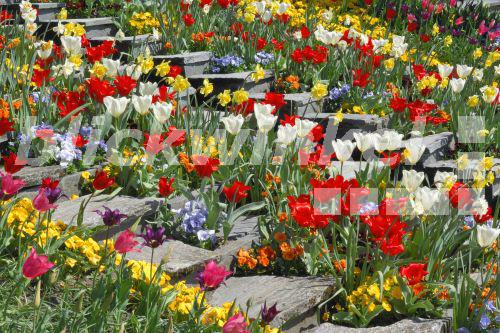 blickwinkel - Gartentulpe, Garten-Tulpe, Tulpe (Tulipa gesneriana ...