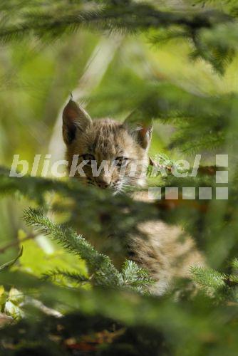 blickwinkel - Eurasischer Luchs, Europaeischer Luchs (Lynx lynx ...