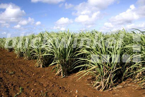 blickwinkel - Zuckerrohr (Saccharum officinarum), Feld, Kuba, Karibik ...