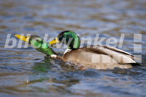 blickwinkel - Stockente, Stock-Ente (Anas platyrhynchos), Pseudo ...