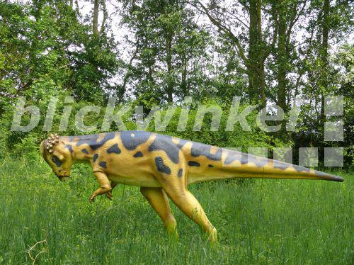 blickwinkel - Dickschaedeldinosaurier, Dickschaedel-Dinosaurier ...