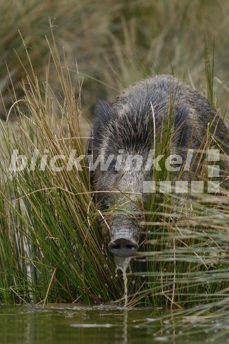 blickwinkel - Wildschwein, Wild-Schwein, Schwarzwild (Sus scrofa ...