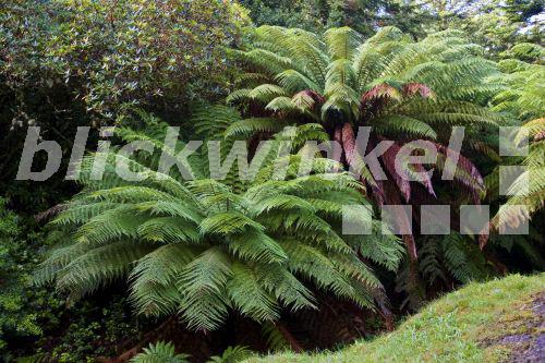 blickwinkel - Baumfarn, Baum-Farn (Dicksonia antarctica), neben ...