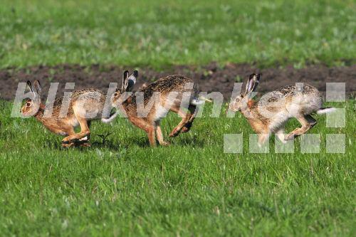 blickwinkel - Europaeischer Hase, Europaeischer Feldhase (Lepus ...