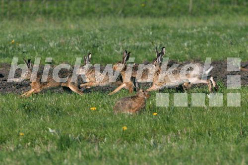 blickwinkel - Europaeischer Hase, Europaeischer Feldhase (Lepus ...