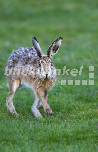 blickwinkel - Europaeischer Hase, Europaeischer Feldhase (Lepus ...