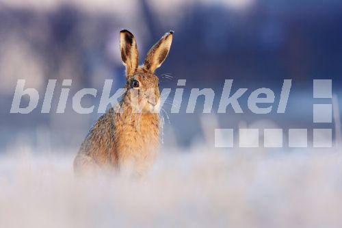 blickwinkel - Europaeischer Hase, Europaeischer Feldhase (Lepus ...