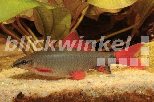 blickwinkel - Gruener Fransenlipper (Epalzeorhynchos frenatum), ueber ...