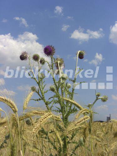 blickwinkel - Nickende Distel (Carduus nutans), bluehend in einem ...