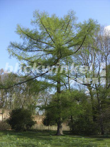 blickwinkel - Europaeische Laerche (Larix decidua, Larix europaea ...