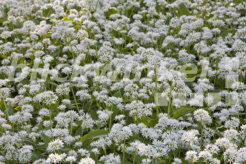 blickwinkel - Wilder Knoblauch, Waldknoblauch, Baer-Lauch, Baerlauch ...