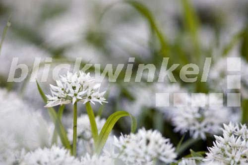 blickwinkel - Wilder Knoblauch, Waldknoblauch, Baer-Lauch, Baerlauch ...