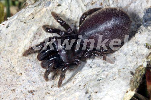blickwinkel - Tapezierspinne, Tapezier-Spinne (Atypus piceus), Weibchen ...