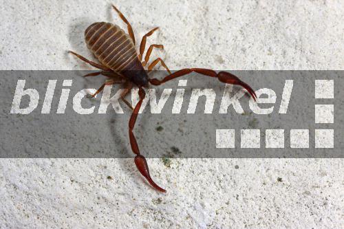 blickwinkel - Buecherskorpion, Buecher-Skorpion (Chelifer cancroides ...