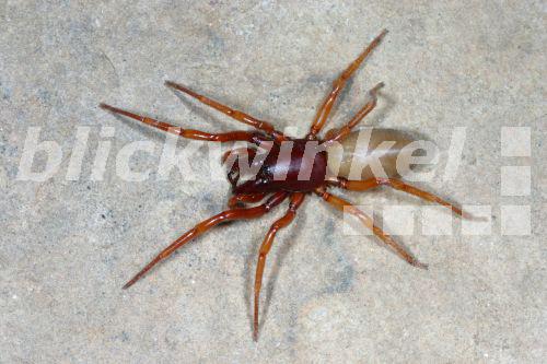 blickwinkel - Asselspinne, Assel-Spinne, D. crocata (Dysdera crocata ...