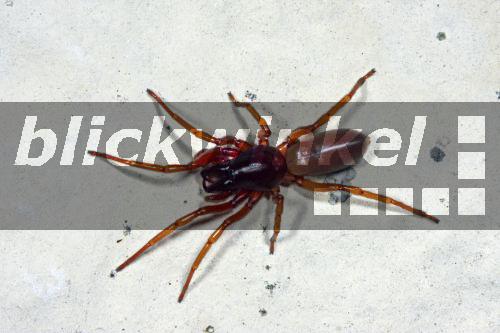 blickwinkel - Asselspinne, Assel-Spinne, D. erythrina (Dysdera ...