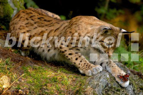blickwinkel - Eurasischer Luchs, Europaeischer Luchs (Lynx lynx ...