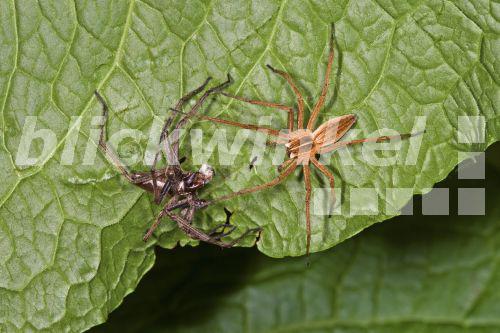 blickwinkel - Listspinne, List-Spinne, Raubspinne, Raub-Spinne ...