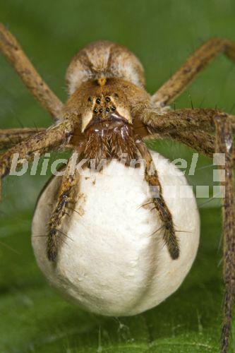blickwinkel - Listspinne, List-Spinne, Raubspinne, Raub-Spinne ...