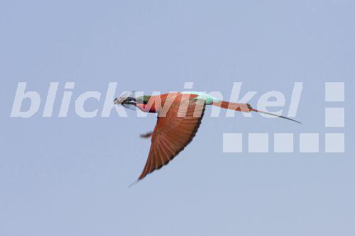 blickwinkel - Suedlicher Karmin-Bienenfresser, Karminspint, Karmin ...