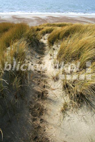 blickwinkel - Strandhafer, Strand-Hafer (Ammophila arenaria), Duenen an ...