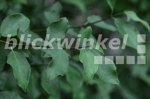 blickwinkel - Sandpapierstrauch, Sandpapier-Strauch (Ehretia ...