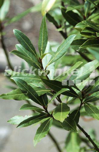 blickwinkel - Echter Lorbeer, Lorbeer, Lorbeerbaum, Lorbeer-Baum ...