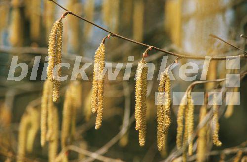 blickwinkel - Hasel, Haselstrauch, Gewoehnliche Haselnuss (Corylus ...