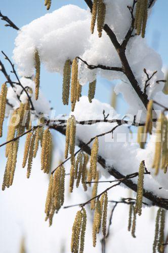 blickwinkel - Hasel, Haselstrauch, Gewoehnliche Haselnuss (Corylus ...