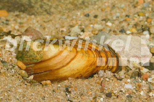 blickwinkel - Malermuschel (Unio pictorum, Pollicepes pictorum ...