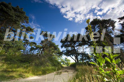 blickwinkel - Landschaft auf Hiddensee mit sandigem Weg und ...