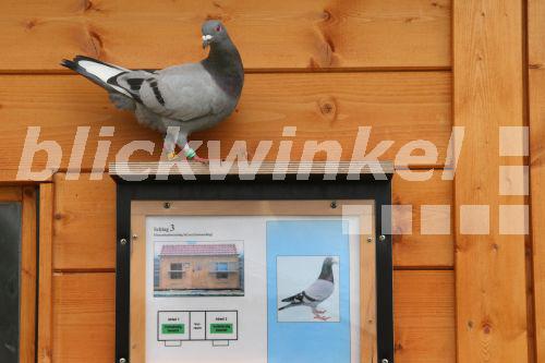 blickwinkel - Brieftaube, Haustaube (Columba livia f. domestica ...