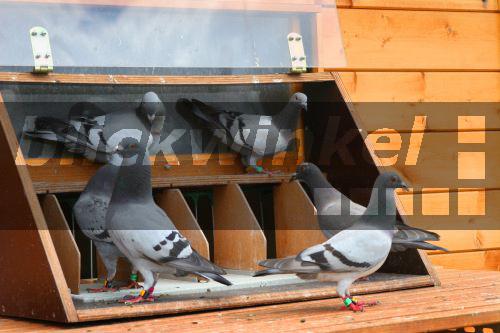 blickwinkel - Brieftaube, Haustaube (Columba livia f. domestica ...