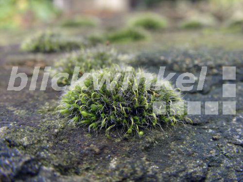 blickwinkel - Kissenmoos, Kissen-Moos, Polster-Kissenmoos ...