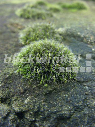 blickwinkel - Kissenmoos, Kissen-Moos, Polster-Kissenmoos ...