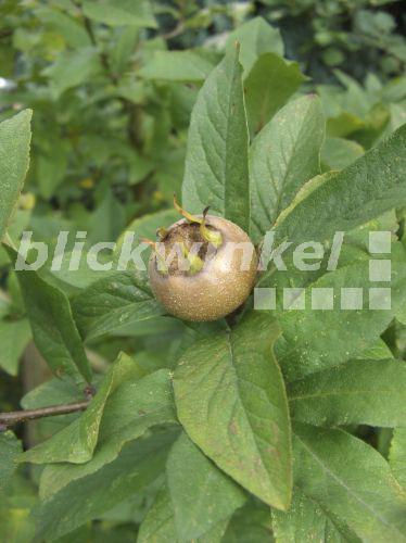 blickwinkel - Deutsche Mispel, Echte Mispel, Mispel (Mespilus germanica ...