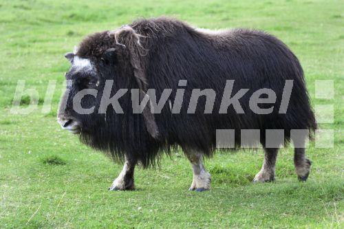 blickwinkel - Moschusochse, Moschus-Ochse, Bisamochse, Bisam-Ochse ...
