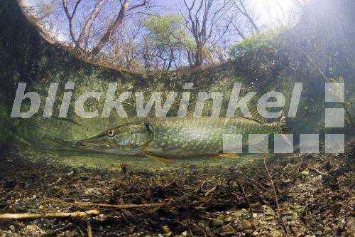 blickwinkel - Hecht, Flusshecht, Fluss-Hecht (Esox lucius), Hecht in ...