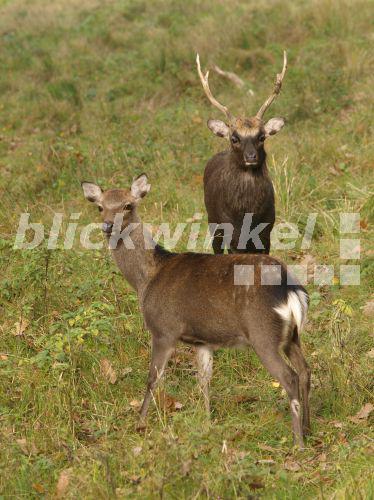 blickwinkel - Sika-Hirsch, Sikahirsch (Cervus nippon), Sikahirsch mit ...