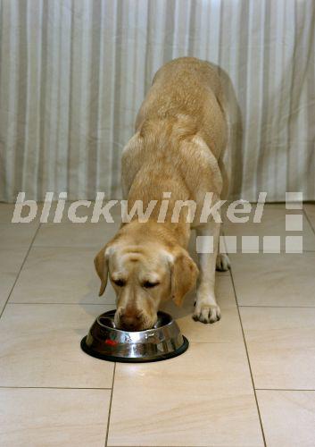 blickwinkel - Labrador Retriever (Canis lupus f. familiaris), frisst in ...