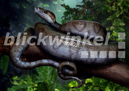 blickwinkel - Brauner Wasserpython, Gefleckter Python (Liasis fuscus ...