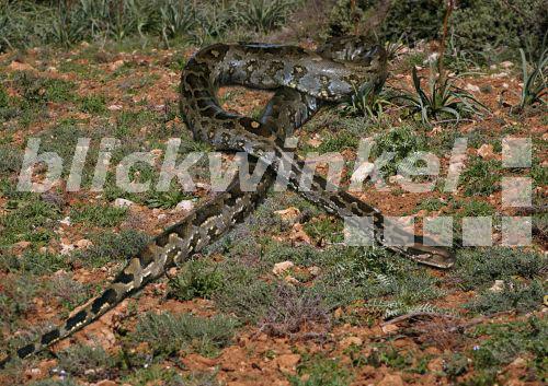 blickwinkel - Felsenpython, Felsen-Python (Python sebae), im Lebensraum ...