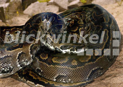 blickwinkel - Felsenpython, Felsen-Python (Python sebae), eingerollt ...