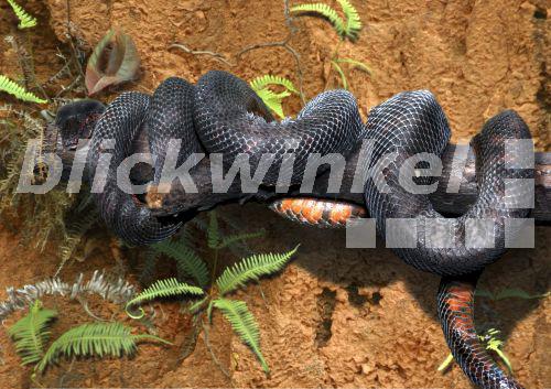 blickwinkel - Fidschi-Boa, Fidschiboa, Grosse Pazifik-Boa, Grosse ...