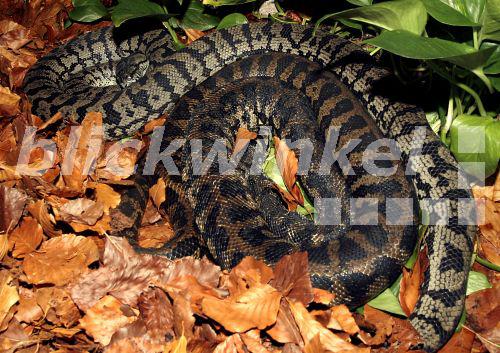 blickwinkel - Rautenpython, Rauten-Python, Diamantpython, Diamant-Python (Morelia argus, Morelia ...