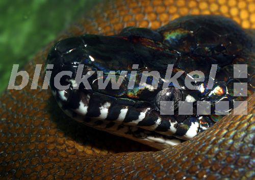 blickwinkel - Weisslippen-Python, Weisslippenpython (Leiopython ...