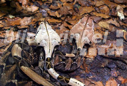 blickwinkel - Gabunviper, Gabun-Viper (Bitis gabonica), zwei Tiere ...