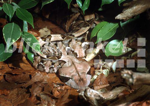blickwinkel - Gabunviper, Gabun-Viper (Bitis gabonica), im Laub ...