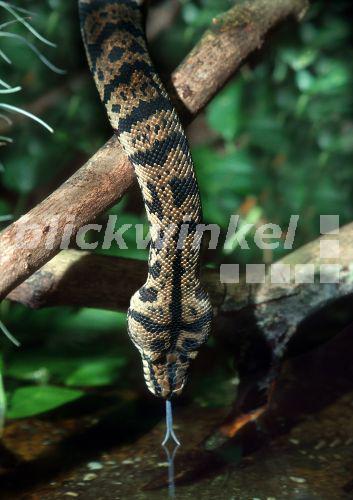 blickwinkel - Rautenpython, Rauten-Python, Diamantpython, Diamant-Python (Morelia argus, Morelia ...