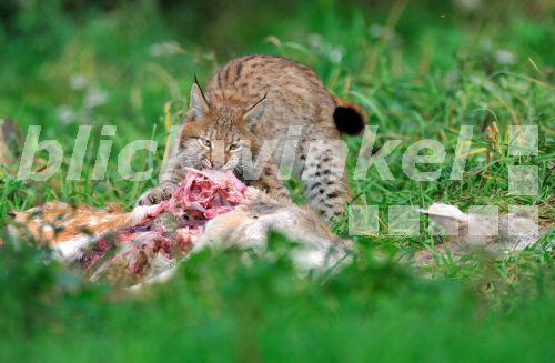 blickwinkel - Eurasischer Luchs, Europaeischer Luchs (Lynx lynx), Luchs ...
